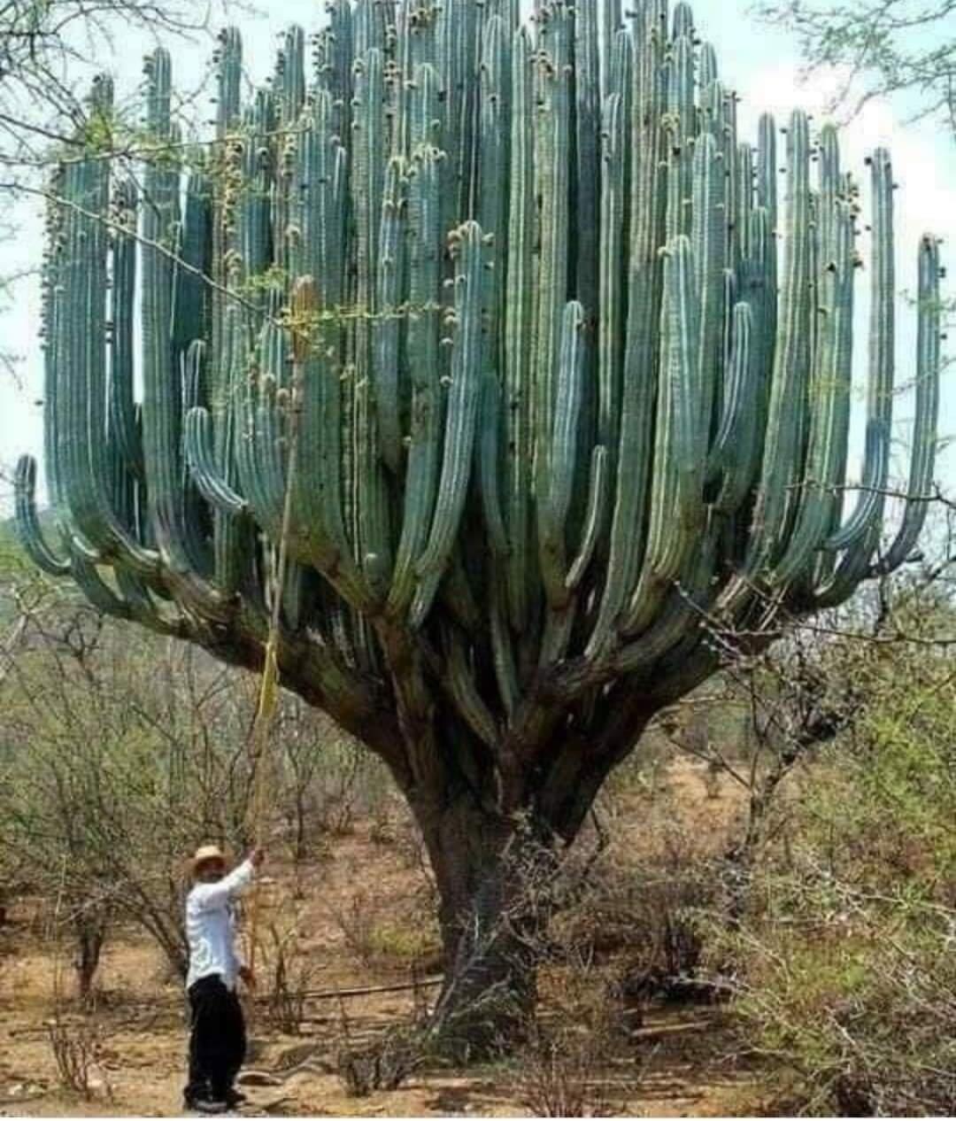 giant cactus
