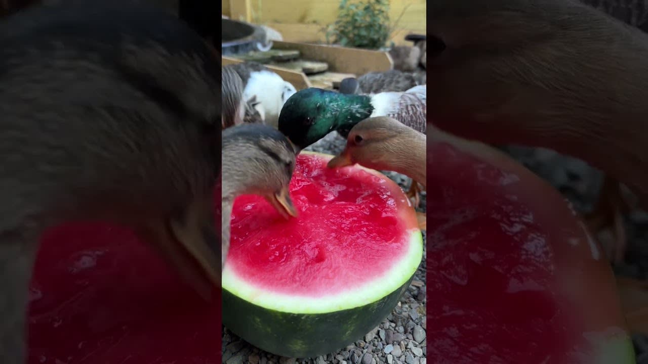 Hungry Ducks Devour Watermelon