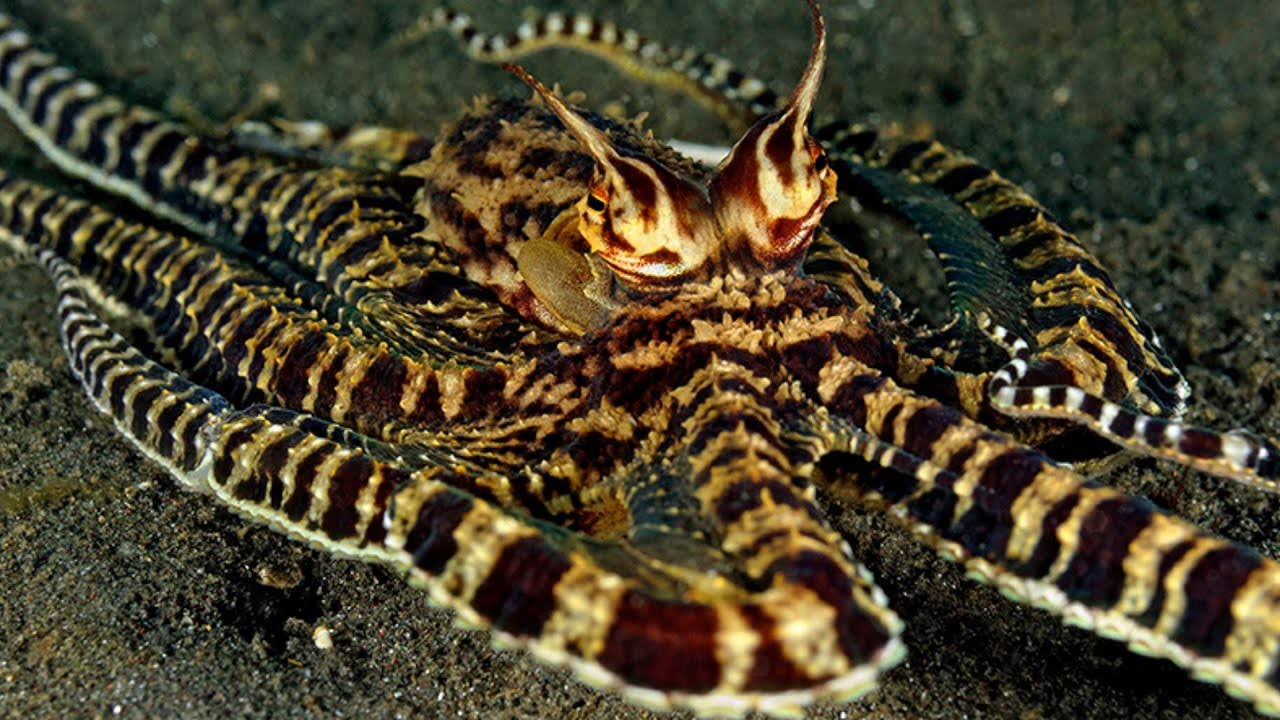 Mimic octopus is most mesmerizing octopus in the ocean. It was first ...