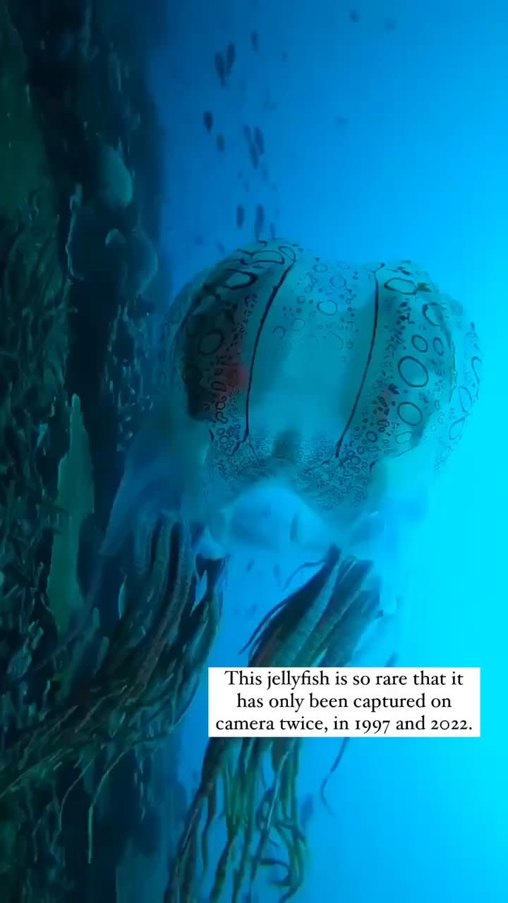 The first Chirodectes maculatus was captured and examined in 1997. This ...