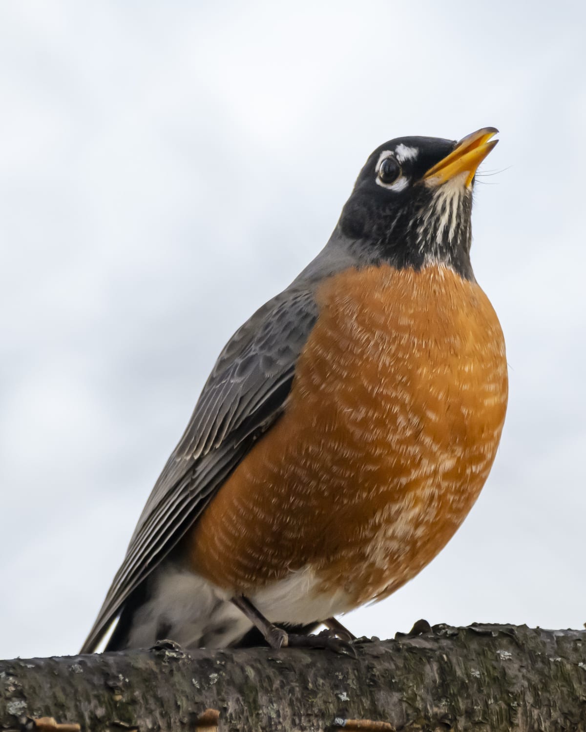 Robin sitting pretty