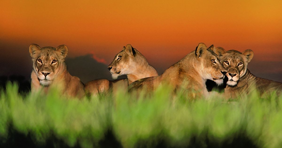 The Okavango Delta: An African Oasis