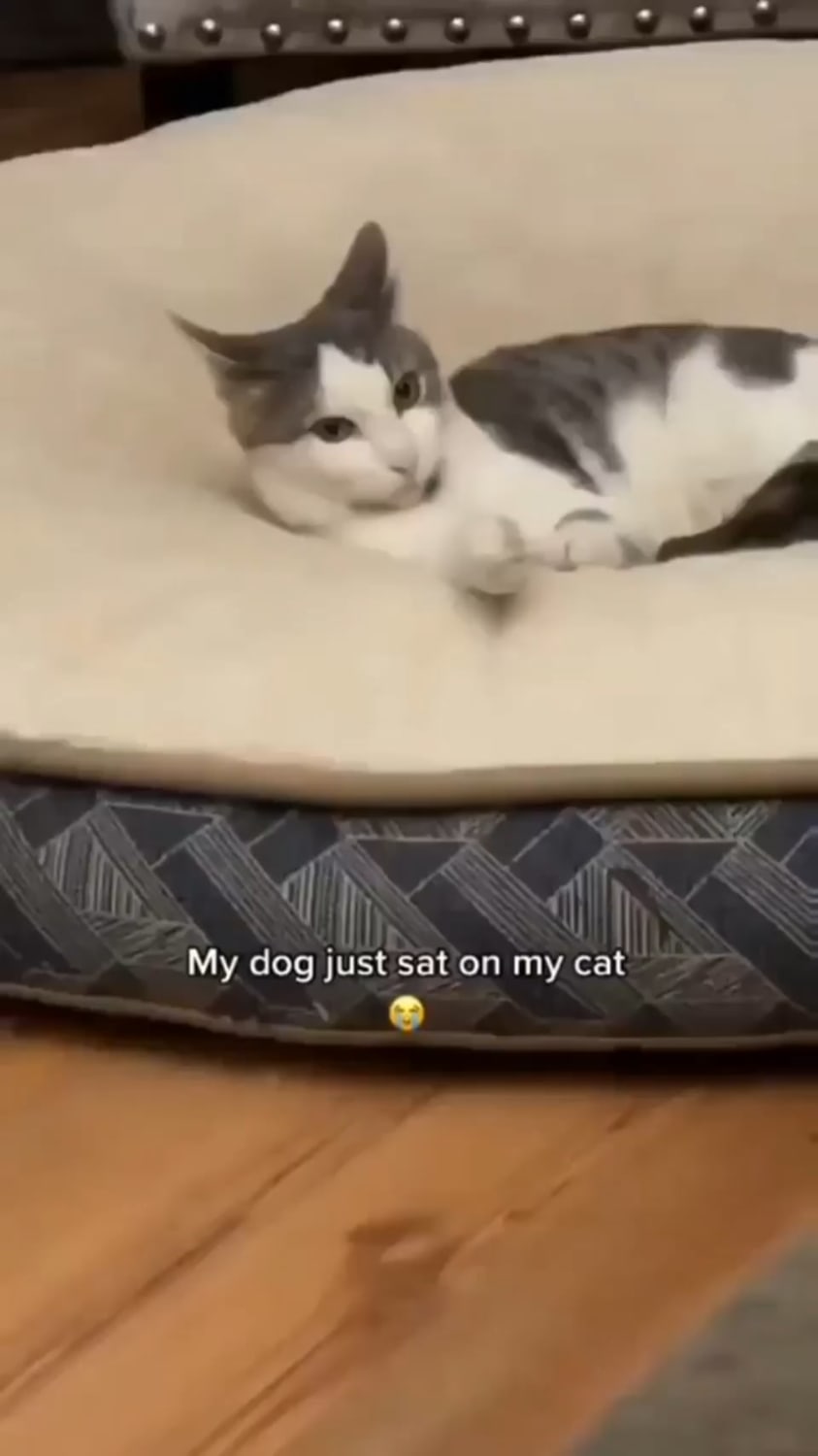 Ok cat, have it your way.