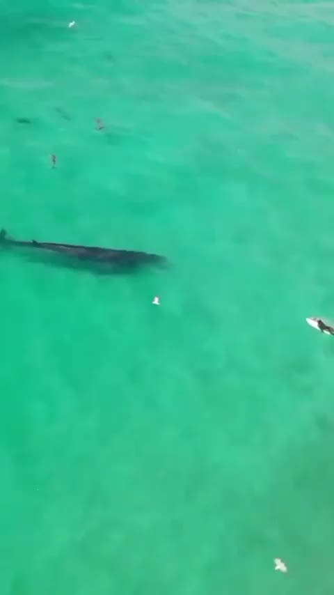 Friendly Surfer Whale