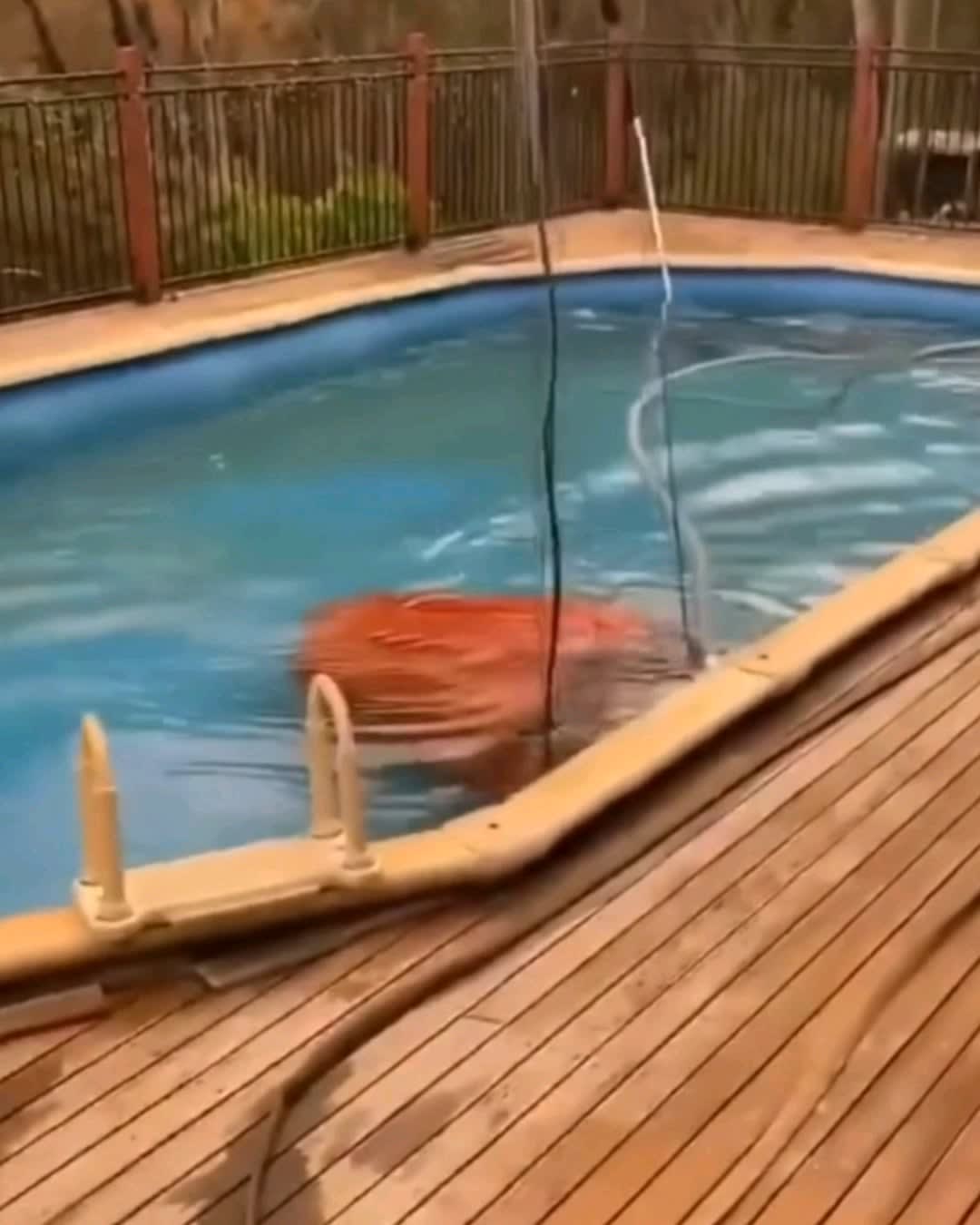 Fire fighting helicopter refills from homeowner's swimming pool