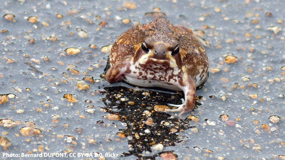 Let the rain fall down & wake the common rain frog. Following a heavy ...