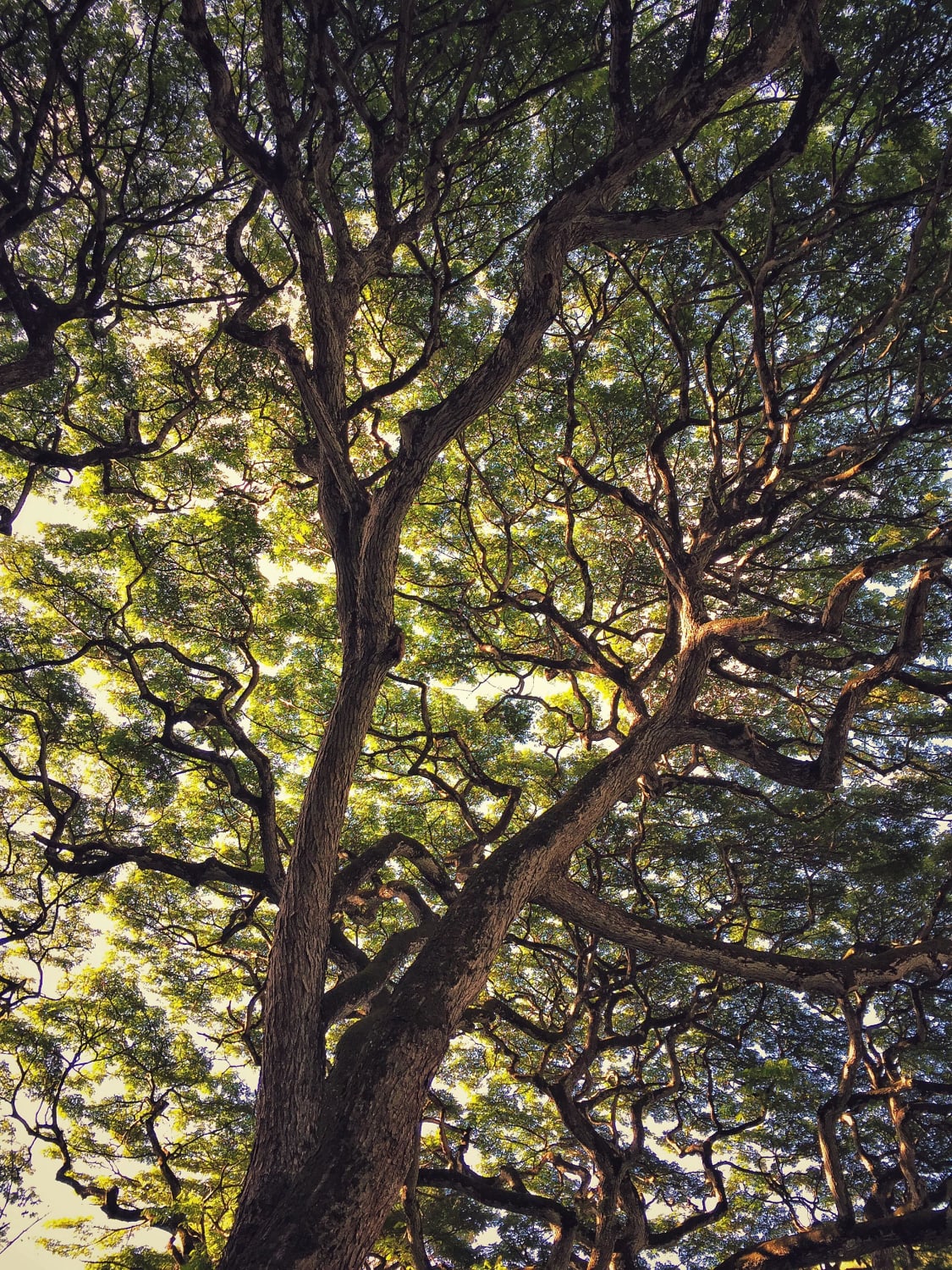 Monkey Pod tree, Hawaii, USA