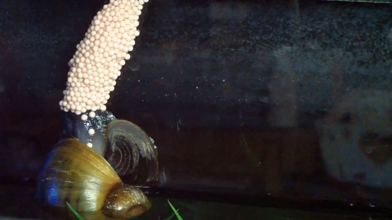 Apple snails are a family (Ampullariidae) of large freshwater snails ...