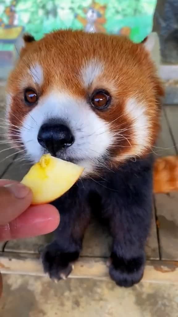 Adorable red panda eating apples