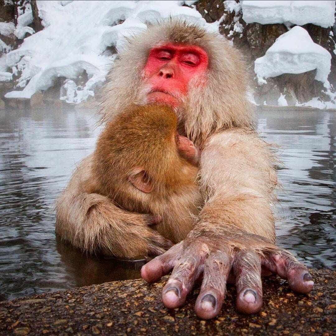 The humanistic look and mannerism of the Japanese Snow Monkey