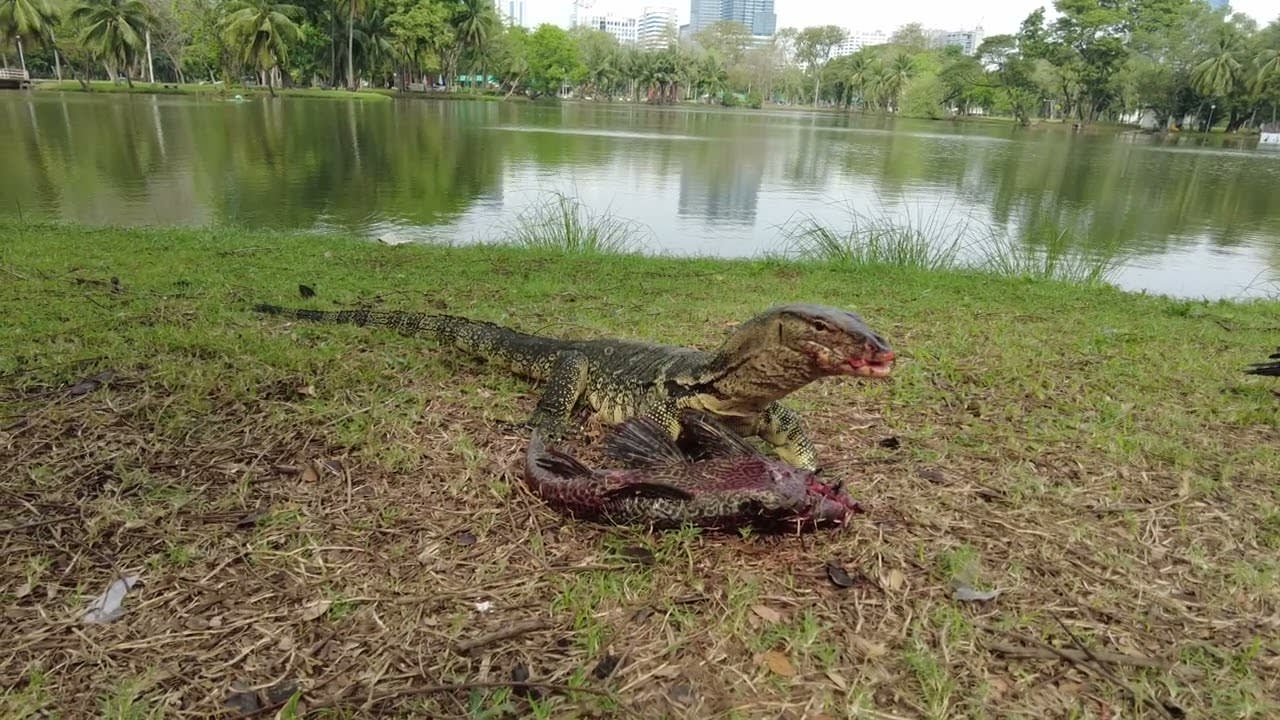 Asian monitor lizard caught an armored catfish and is eating it alive.