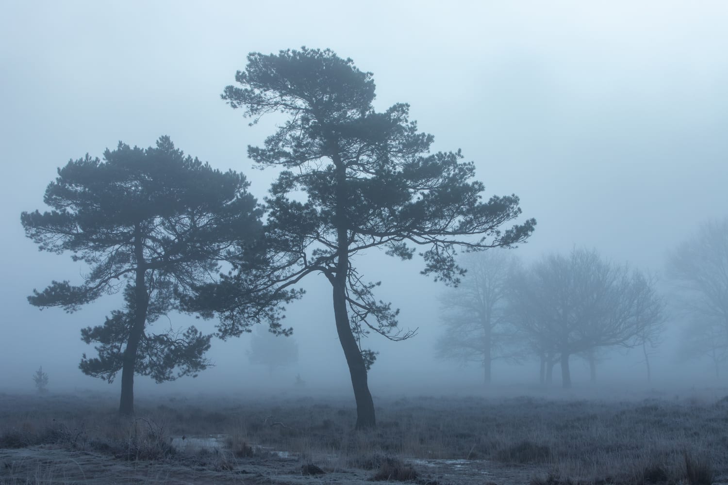 Foggy blue hour at national park Leersumse Veld!