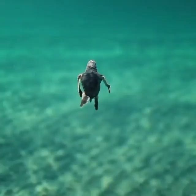 Baby turtle exploring the Atlantic. It takes 20-30 years for a sea ...