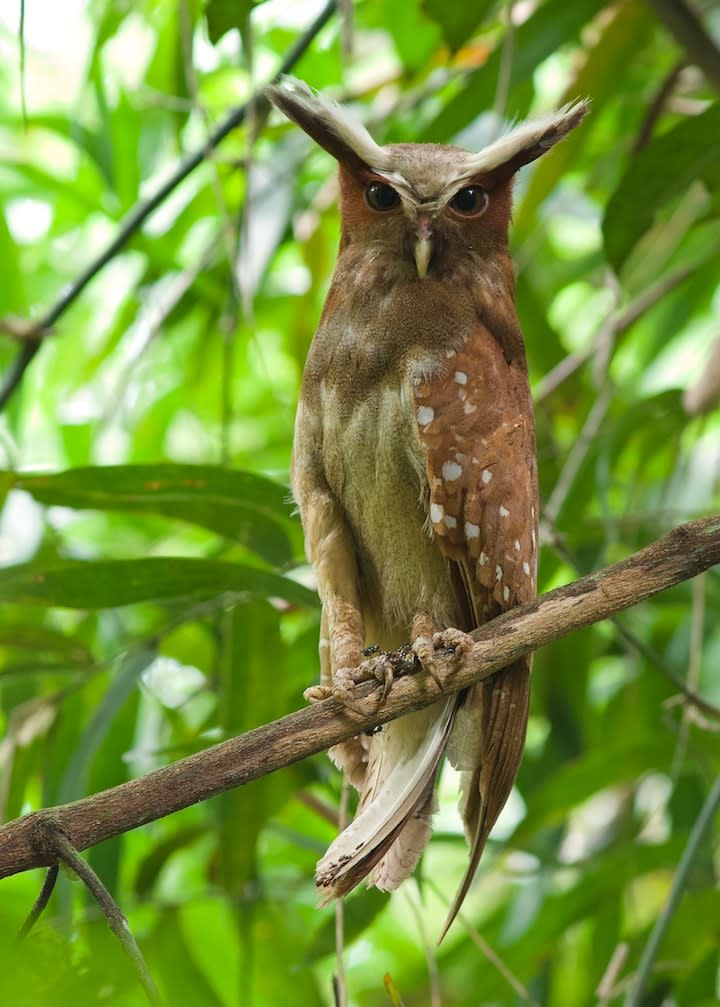 My, what long “eyebrows” you have, Crested Owl! This sage-looking avian ...