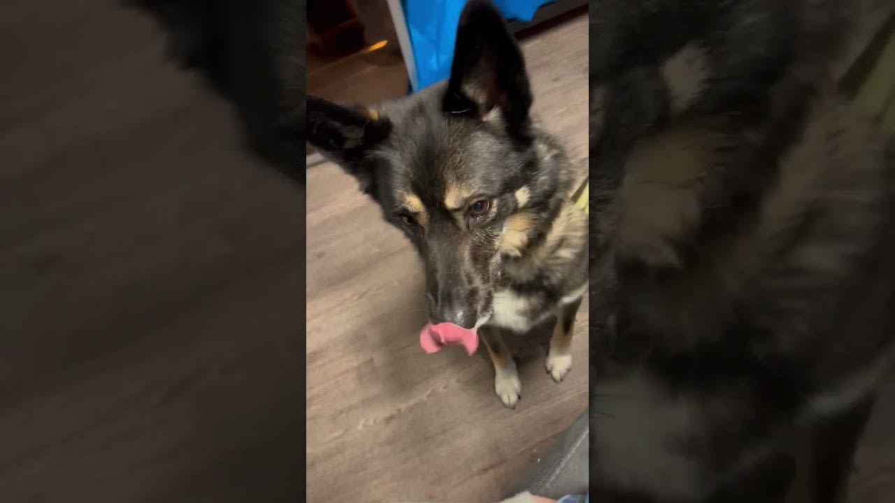 Dog Refuses to Eat Chips Without Dip - 1538258