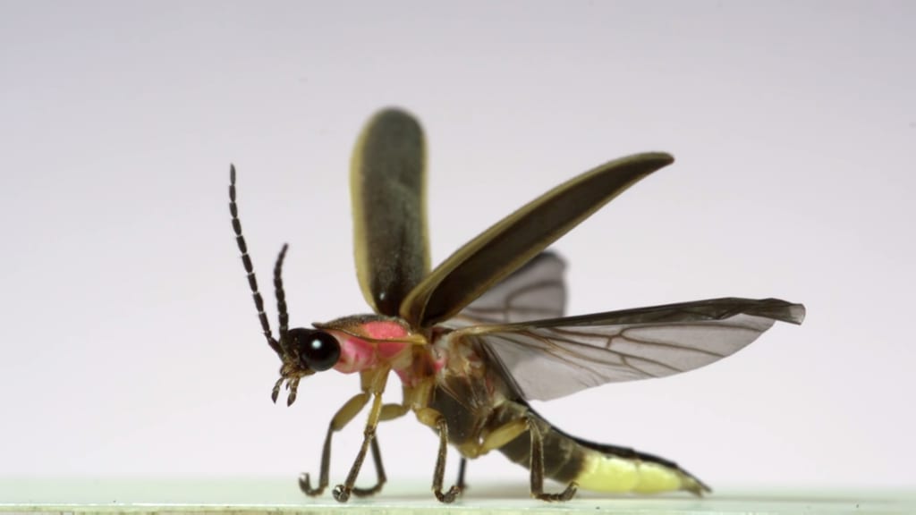 The Surprising Ethereal Beauty of Insects Spreading Their Wings to Take ...