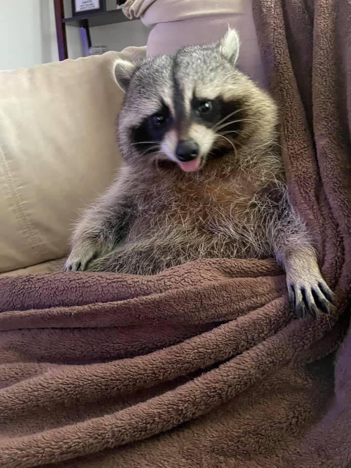 Raccoons Hourly on Twitter