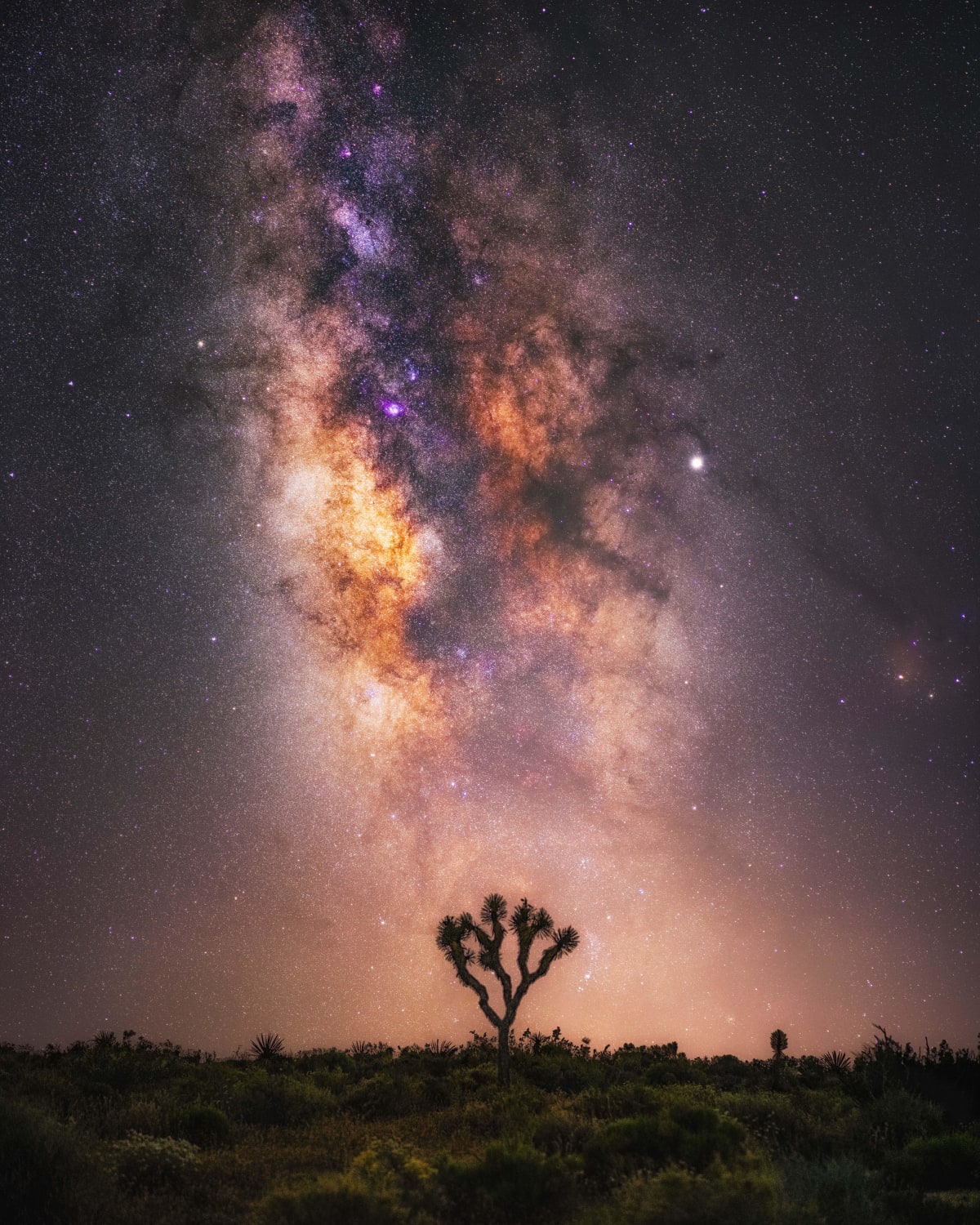 The Milky Way rising above a lone tree in Joshua Tree National ParkIG ...