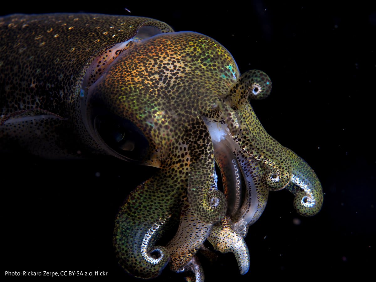 What gives the bigfin squid such striking colors? Pigmented cells in ...