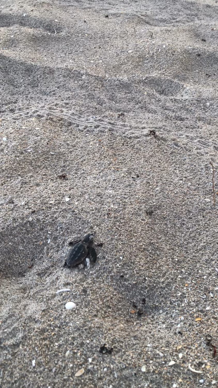 Sea turtle hatchlings are attracted to bright lights. Normally the ...