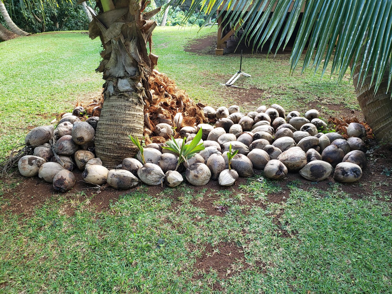 Finally decided to round up some (yes, just some) of our fallen mature ...