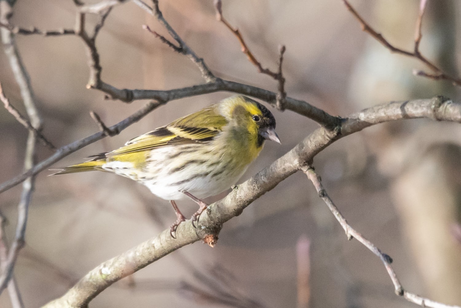 close-up of bird perching on branch