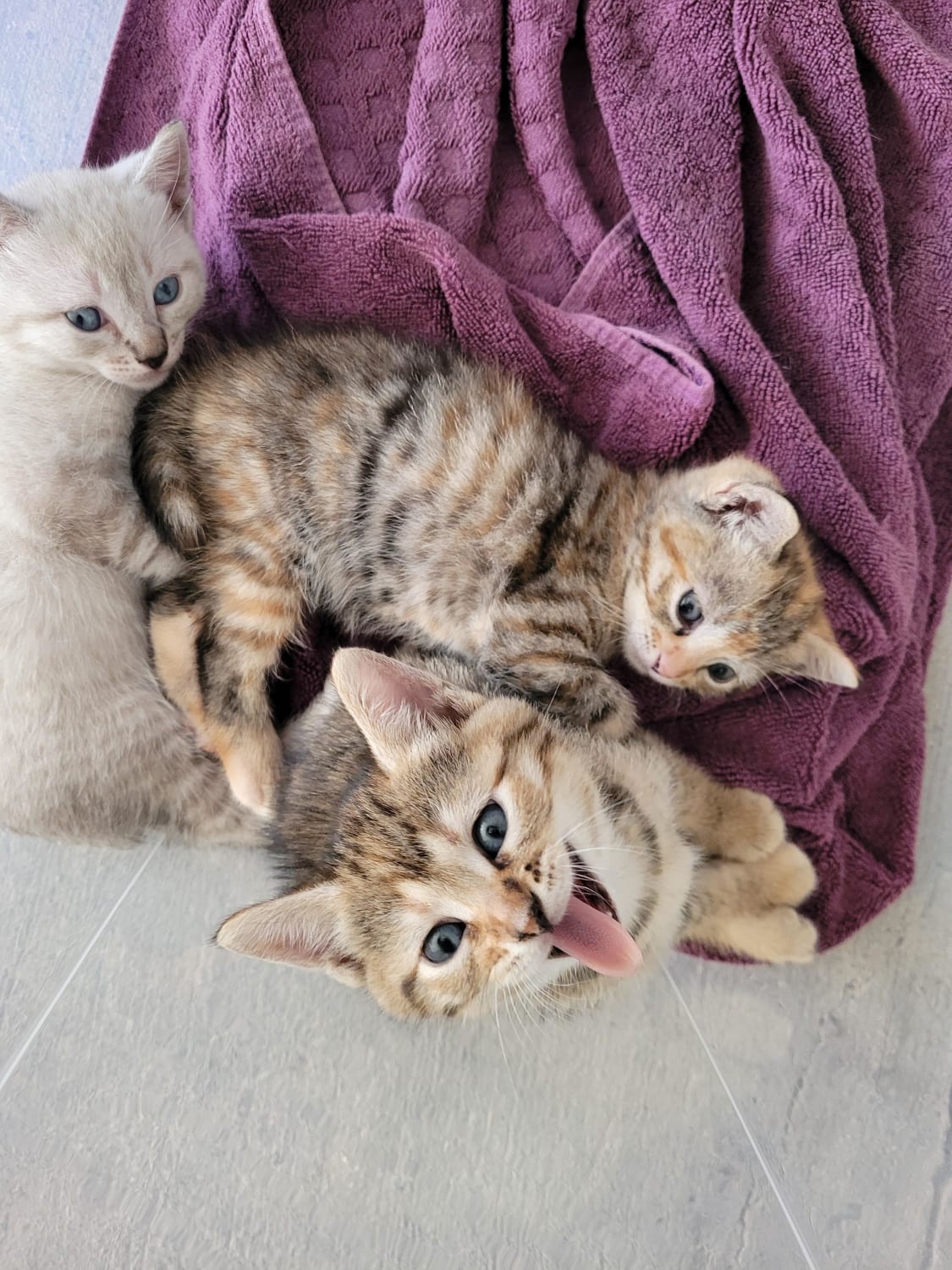 One picture encompassing all 3 personalities