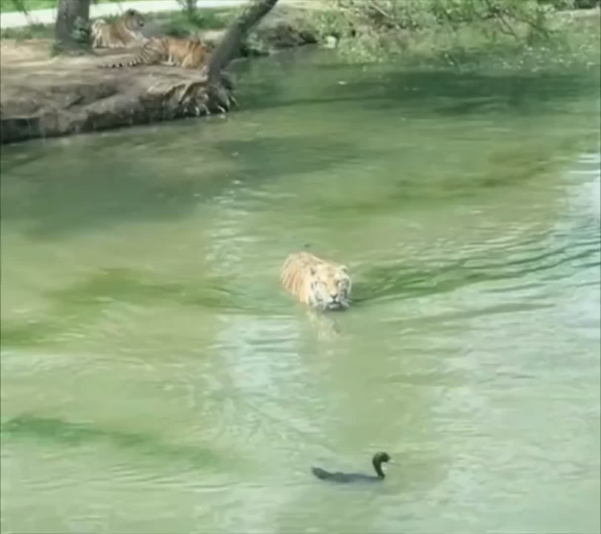 Tiger and duck appear to be engaged in a game of hide-and-seek.