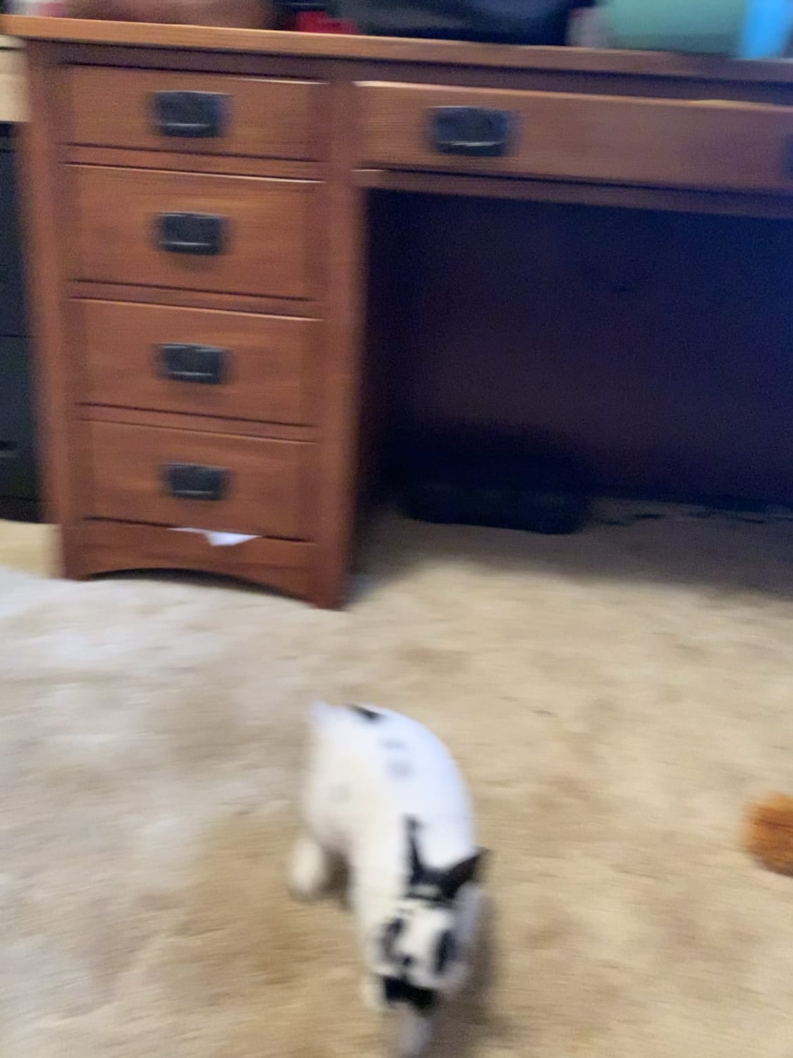 Out of all the toys the Professor has, this singular pompom and a ...