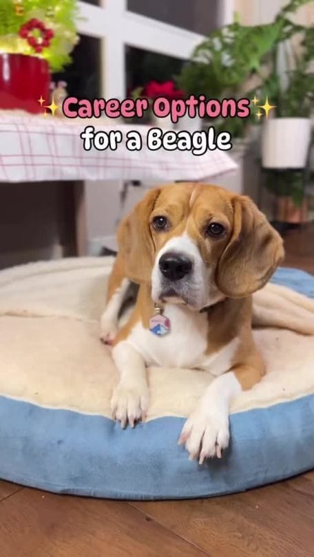 Come along on Beagle Career Day! 🛠️ Follow me for more dogs working 9 to 5!