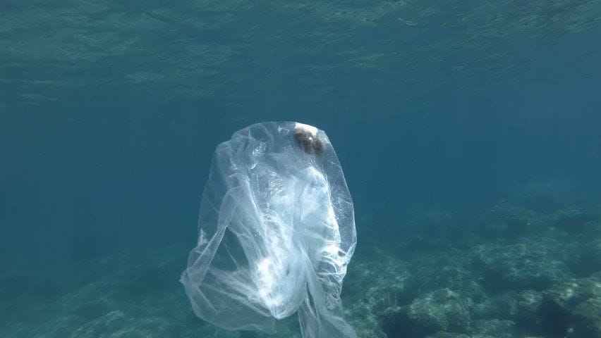 HEARTBREAKING: Plastic pollution can injure & kill marine animals. It's ...