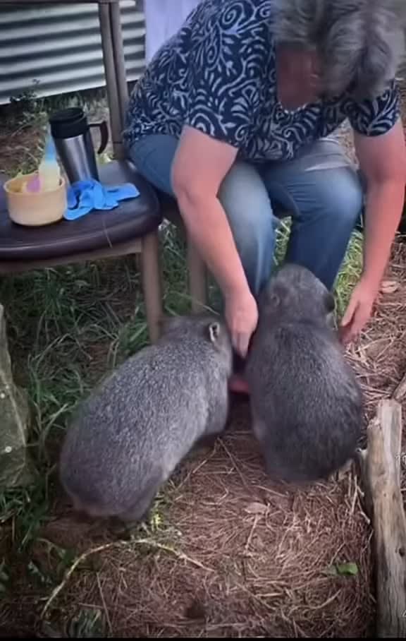 those are baby wombats
