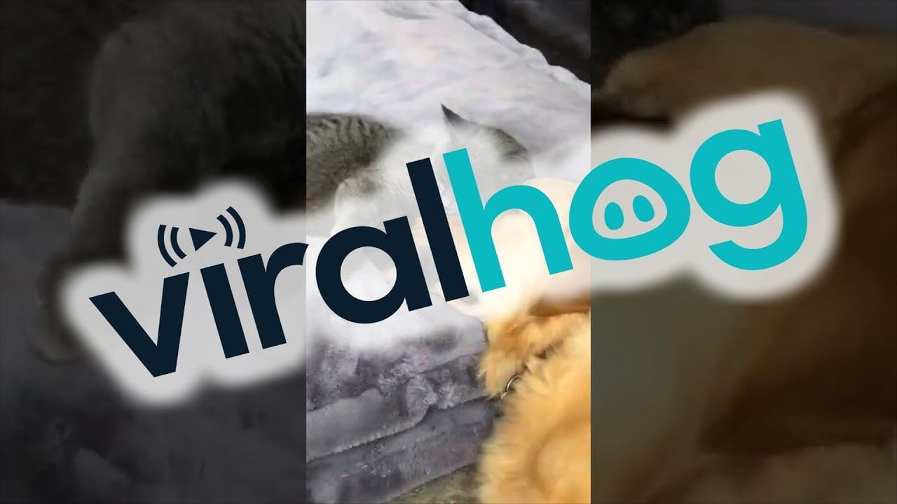 Greg the Cat Squeezes Boris the Dog's Face and Gives Kisses || ViralHog