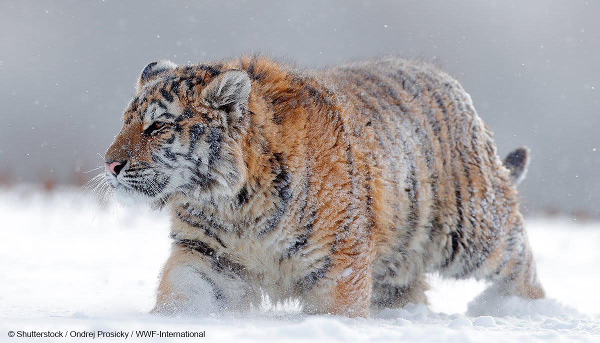 Did you know tigers can weigh up to 660 pounds? That’s one big cat ...