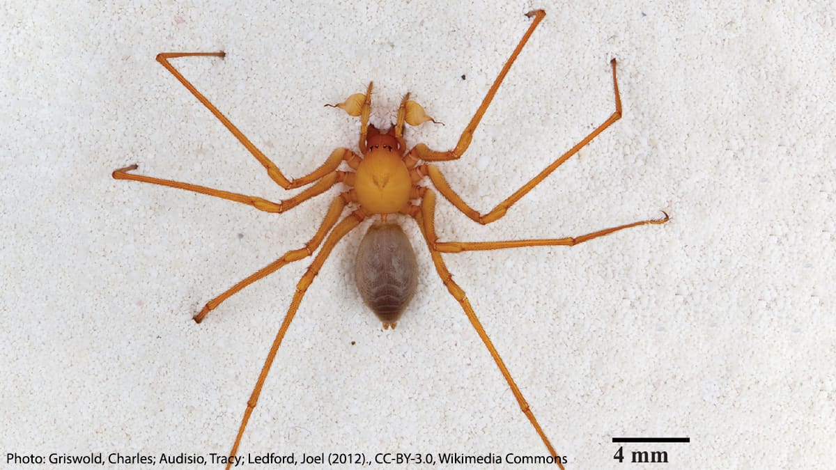 Here’s a spider that might send chills down your spine! Trogloraptor ...