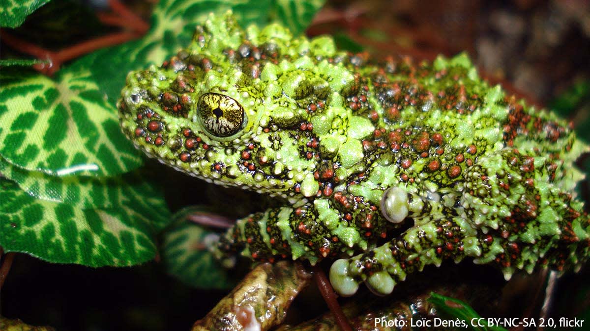 It’s not easy being green—but it can help with camouflage! The ...