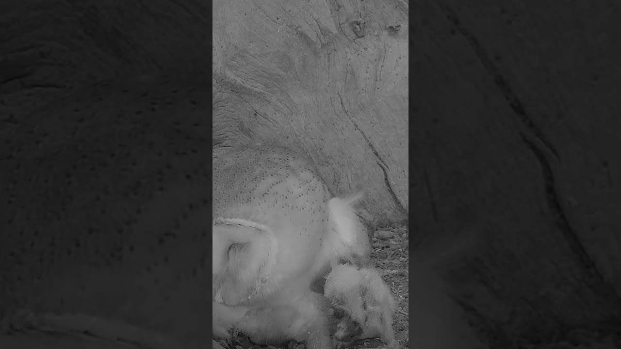 Watch to the end to see the hungry barn owl chick swallow its dinner ...
