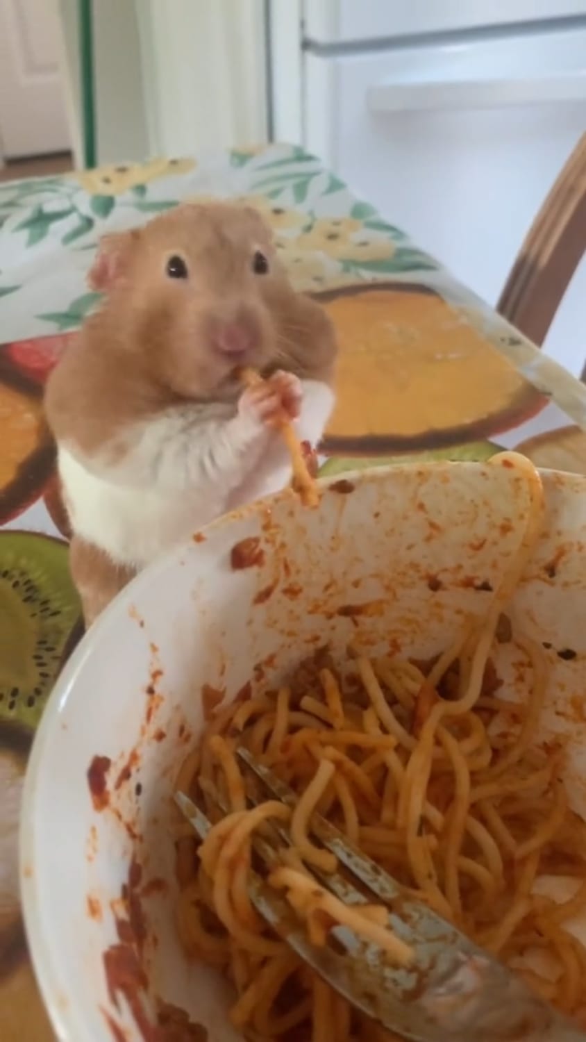 Hamster eating spaghetti