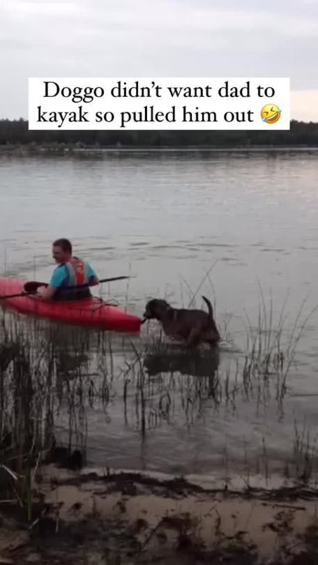 Hero dog rescues Dad in his kayak - TWICE! 🚣 Follow me for more brave dogs!