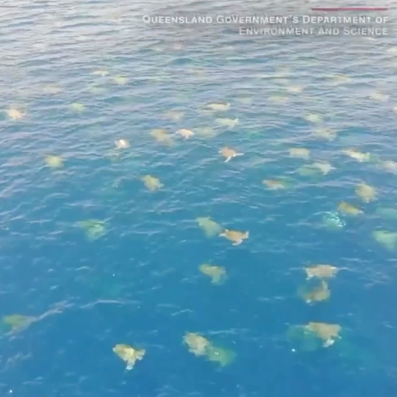 drone footage shows the largest remaining breeding ground for green ...