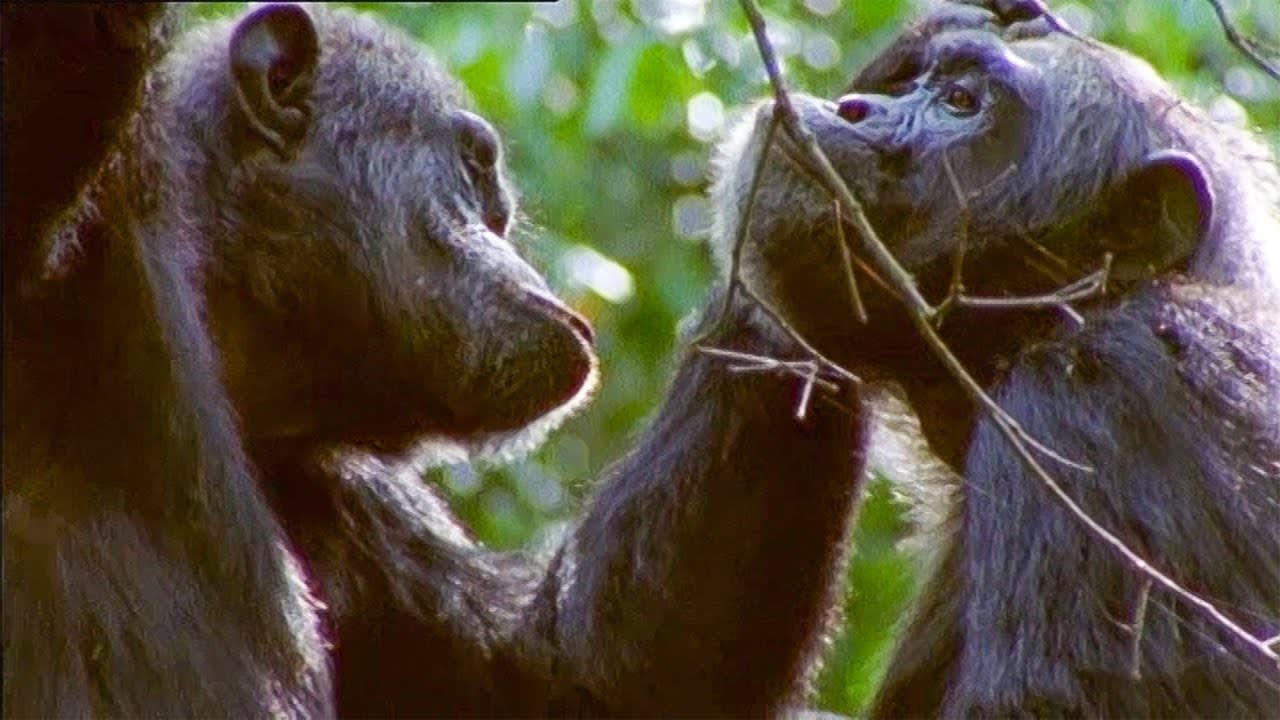 Chimpanzee Gets A Hair Cut | Walk On The Wild Side | Funny Talking ...