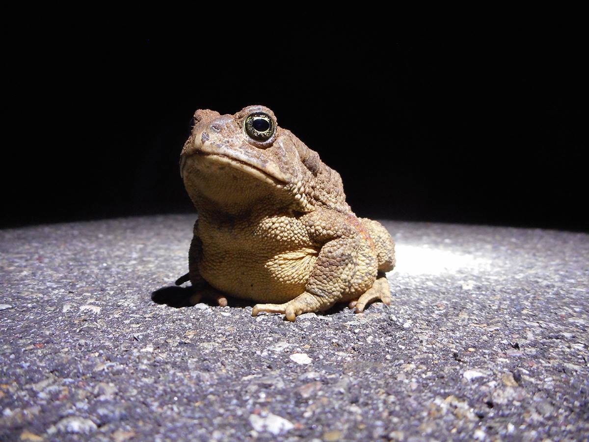 Hypnotoad says Find. Your. Park. The Rocky Mountain toad can be ...