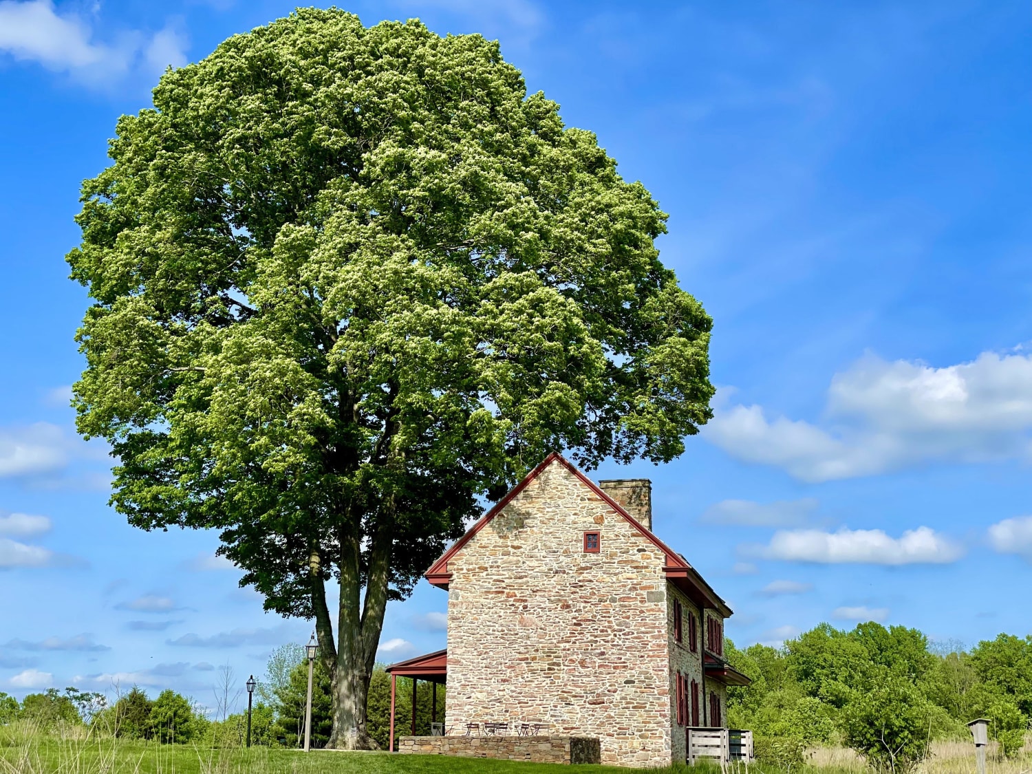 This gorgeous absolute unit of a tree at Longwood Gardens in Philadelphia