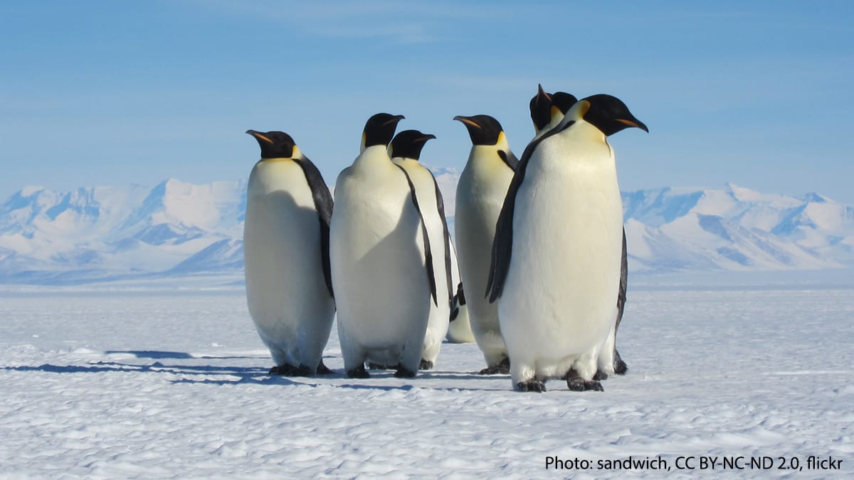 In the animal kingdom, few dads are as committed to their young as the ...