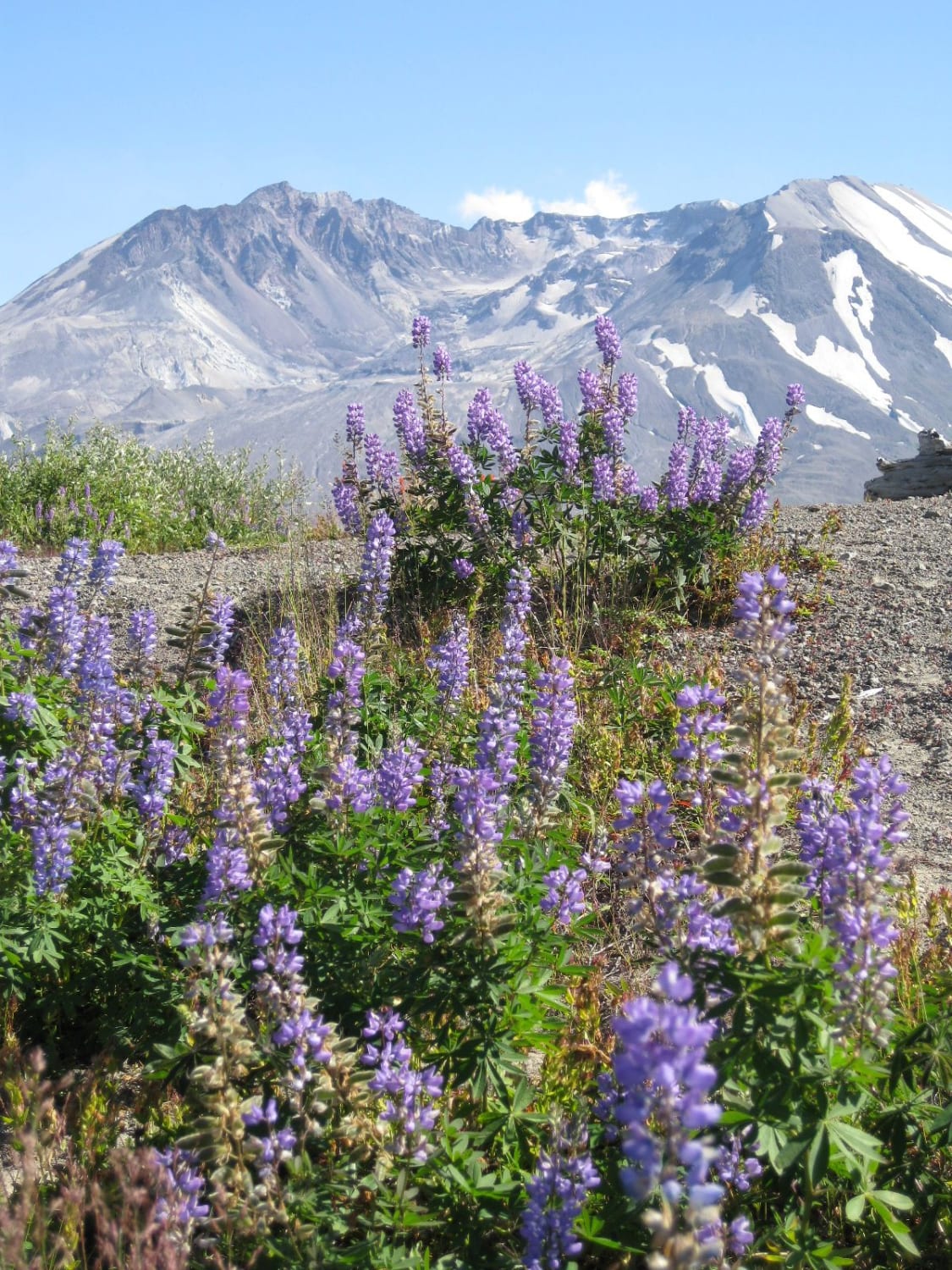 Mt. St. Helens, Washington | Wildflowers photography, Nature pictures ...