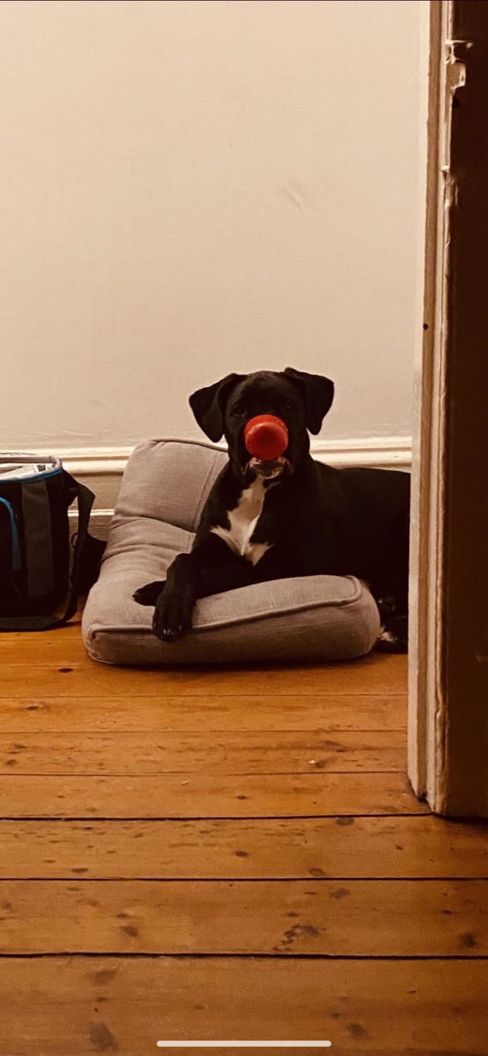 My reindeer who will use his luminous red nose to lead the reindeer ...