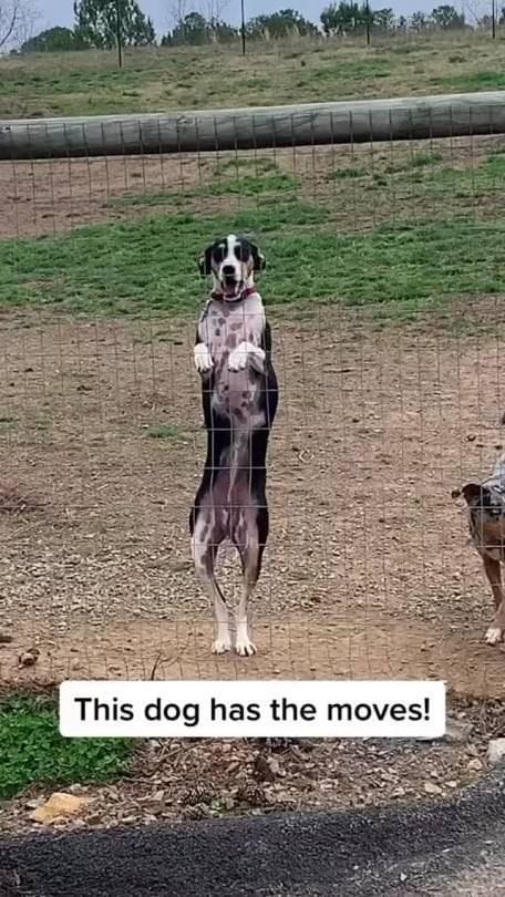 Look at her go! 💃 Follow me for more dogs showing their dance moves!