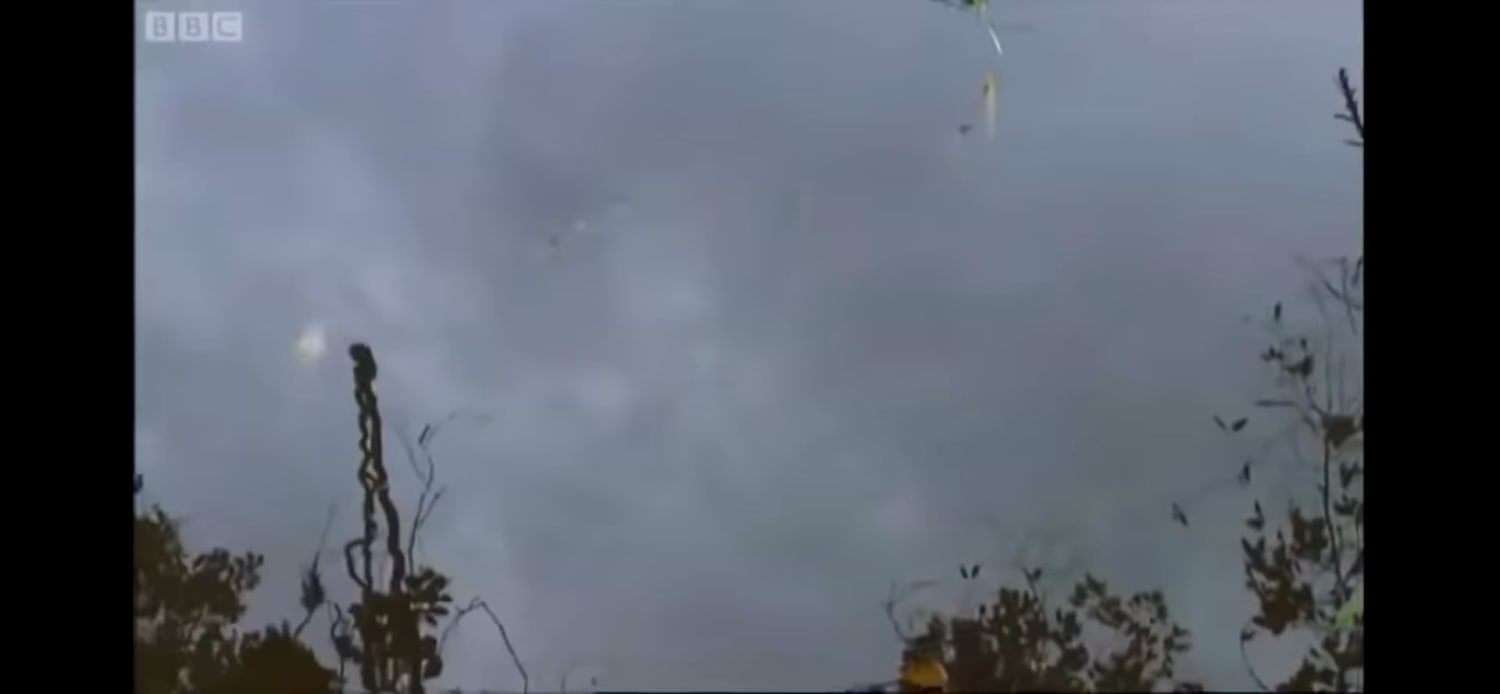 School of red-bellied piranhas absolutely demolishes chicken