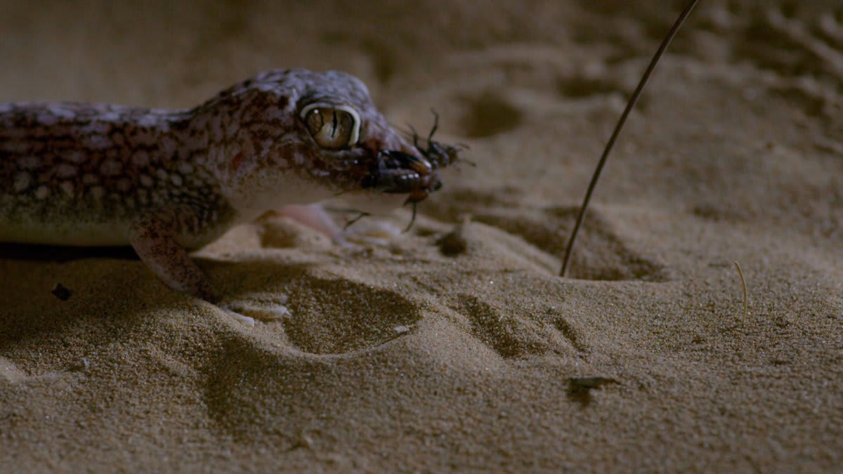 This sandfish (who's not a fish at all, but rather a cunning lizard ...