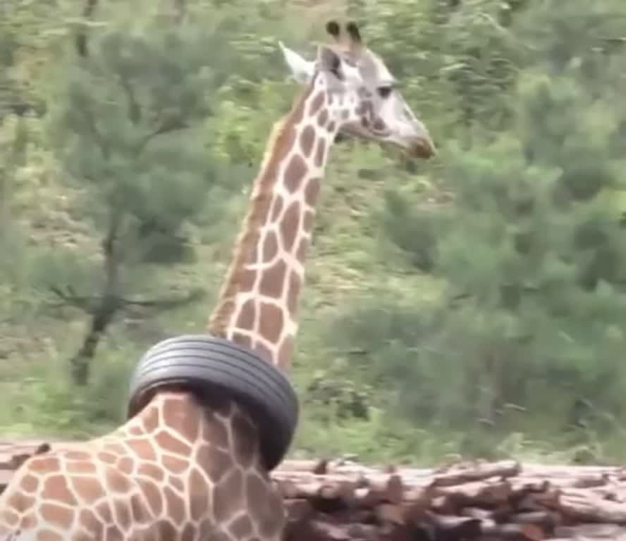 These guys remove a tyre that had been around a giraffes neck for years.
